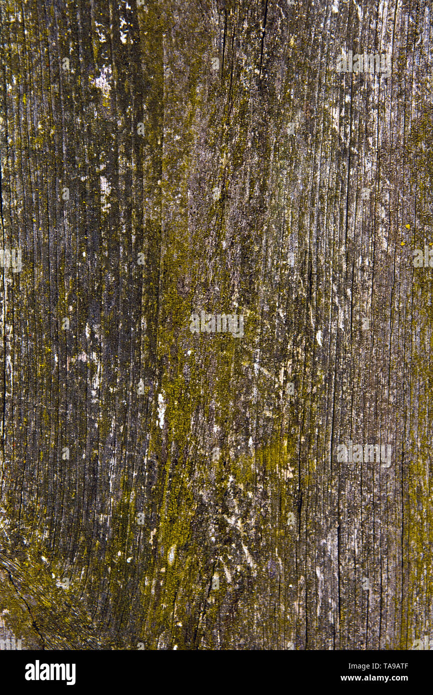 Green moss and mold growing on the old tree. Wood textured background ...