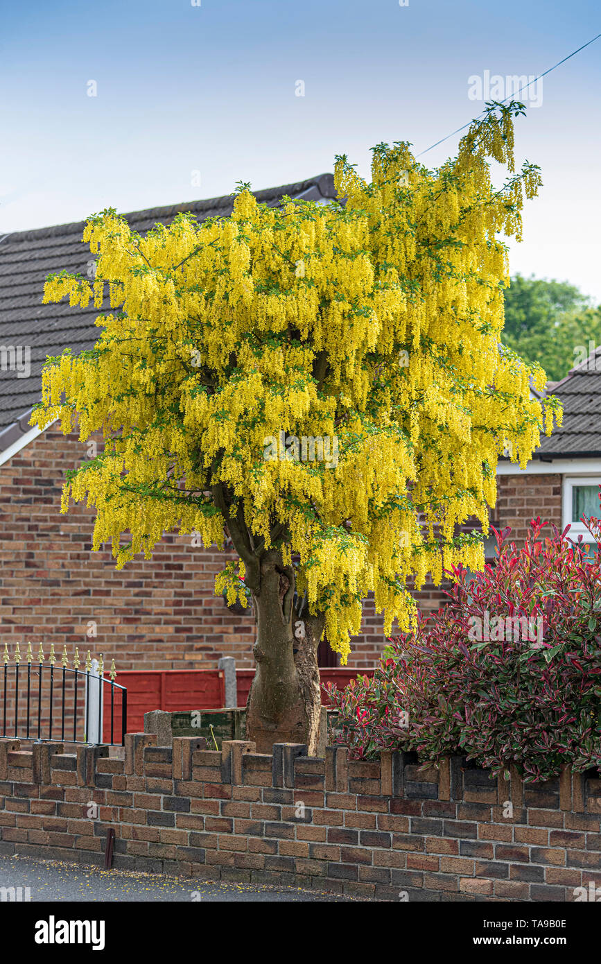 Poisonous tree with yellow flowers hi-res stock photography and images ...