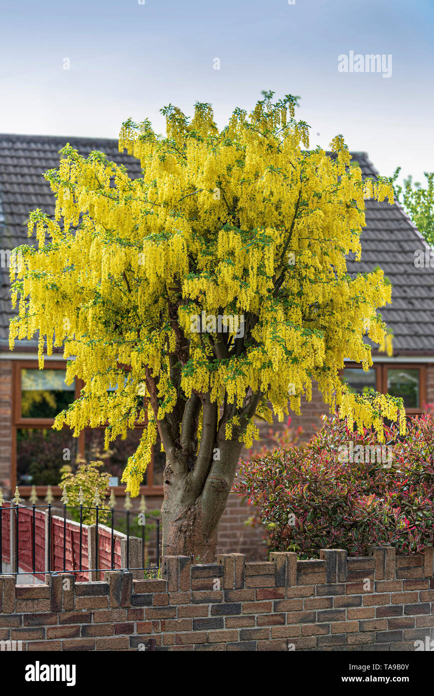 Poisonous tree with yellow flowers hi-res stock photography and images ...