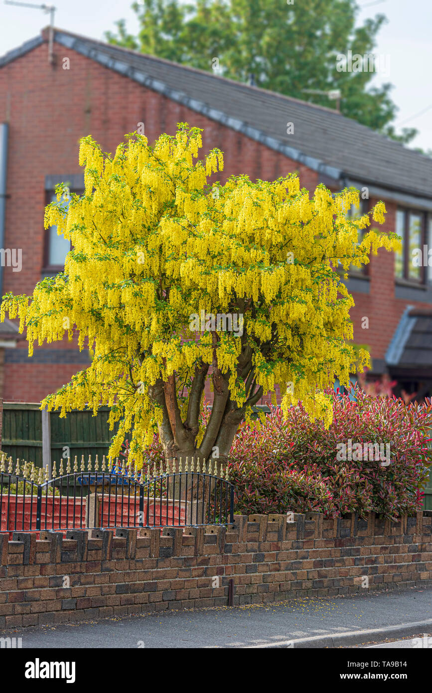 bright yellow flowers, genus Fabaceae Stock Photo - Alamy