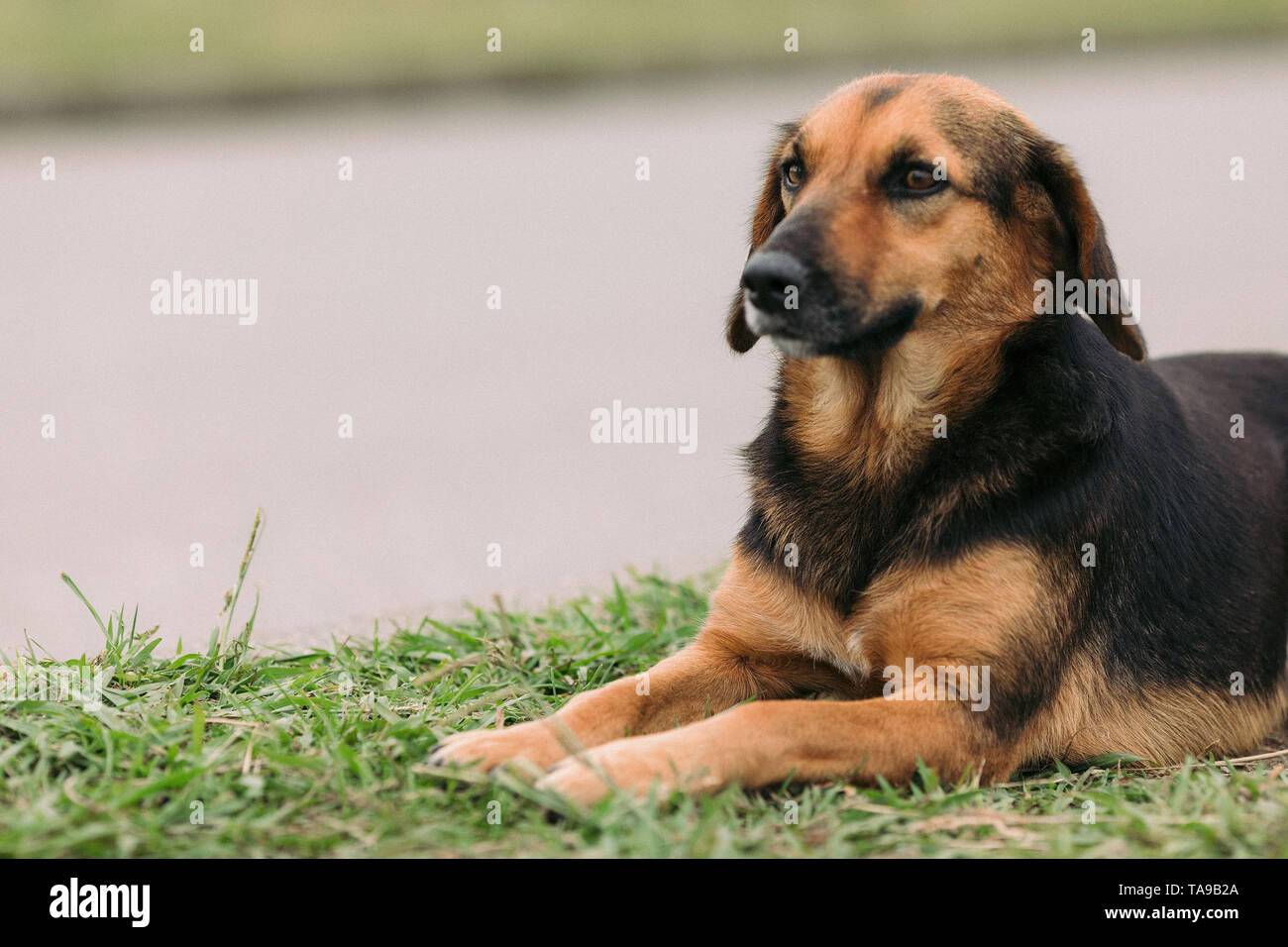 the sad homeless dog in the nature Stock Photo - Alamy