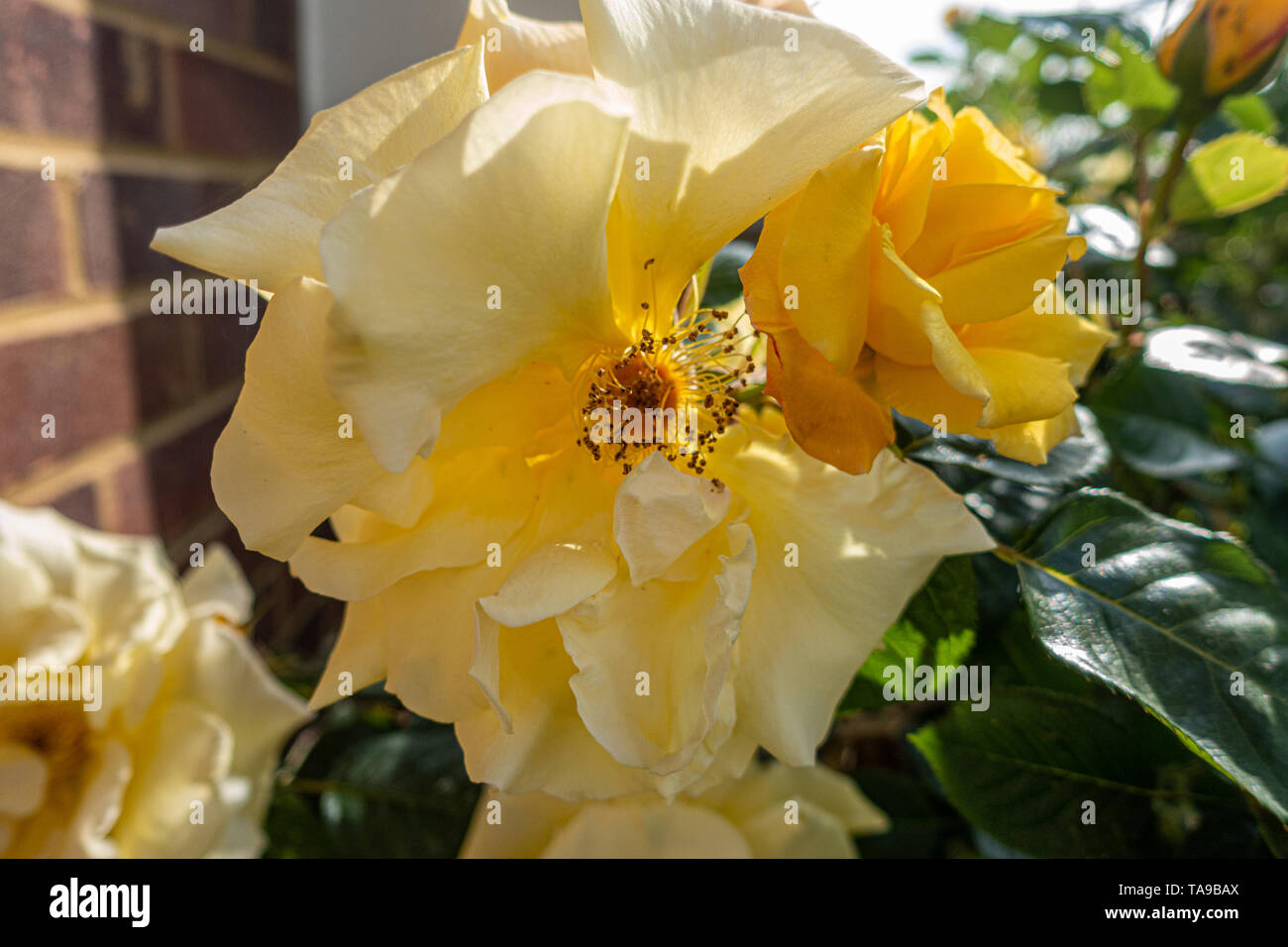 Yellow rose bush hi-res stock photography and images - Alamy