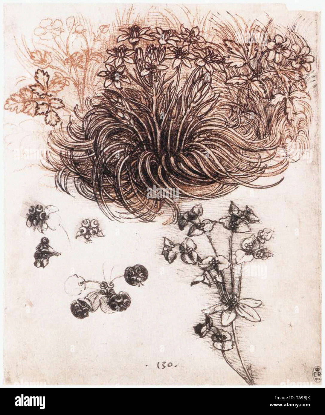 Leonardo Da Vinci - Saintar Bethlehem And Other Plants 1505 Stock Photo ...