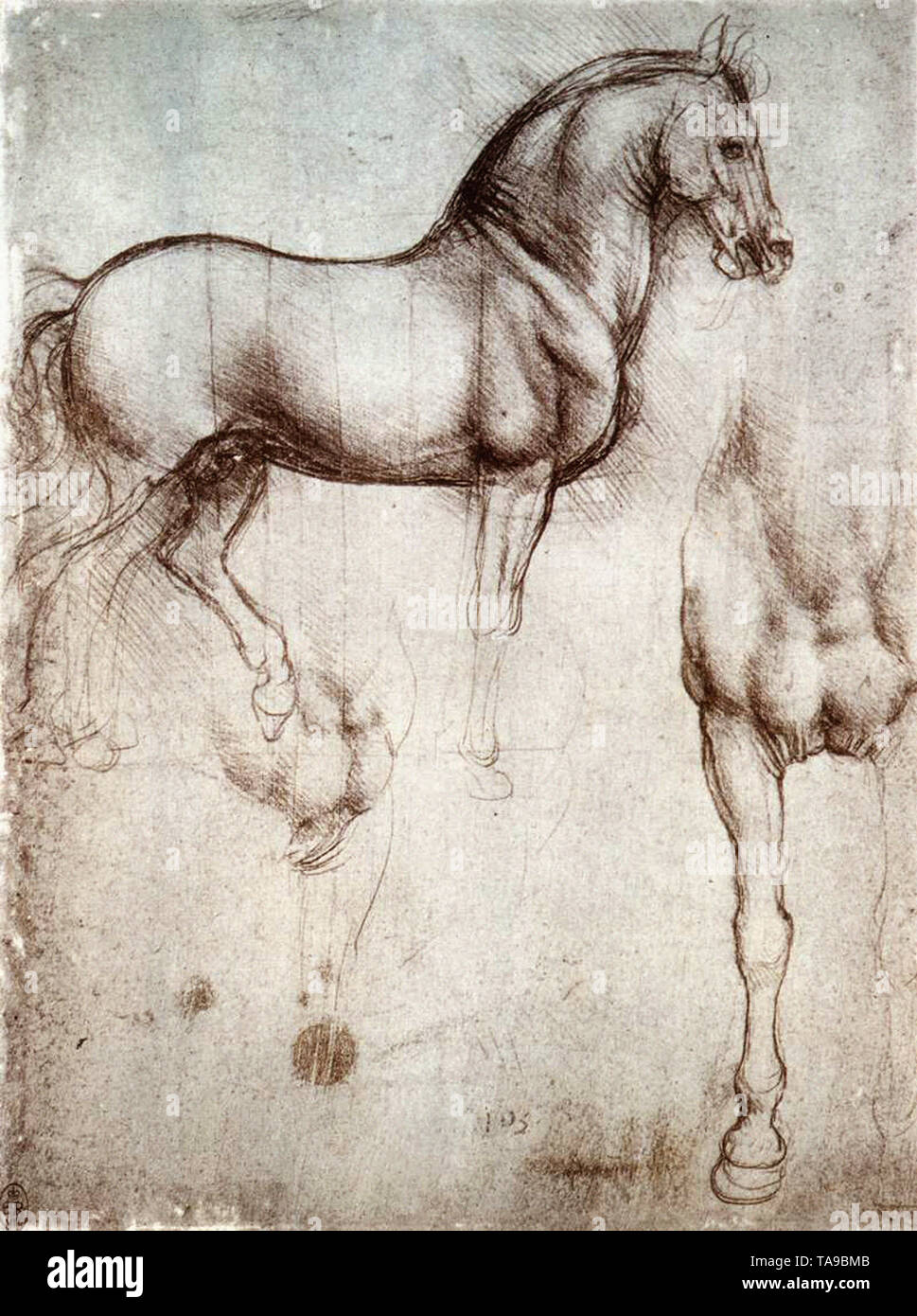 Leonardo Da Vinci - Study Horses 1490 Stock Photo - Alamy