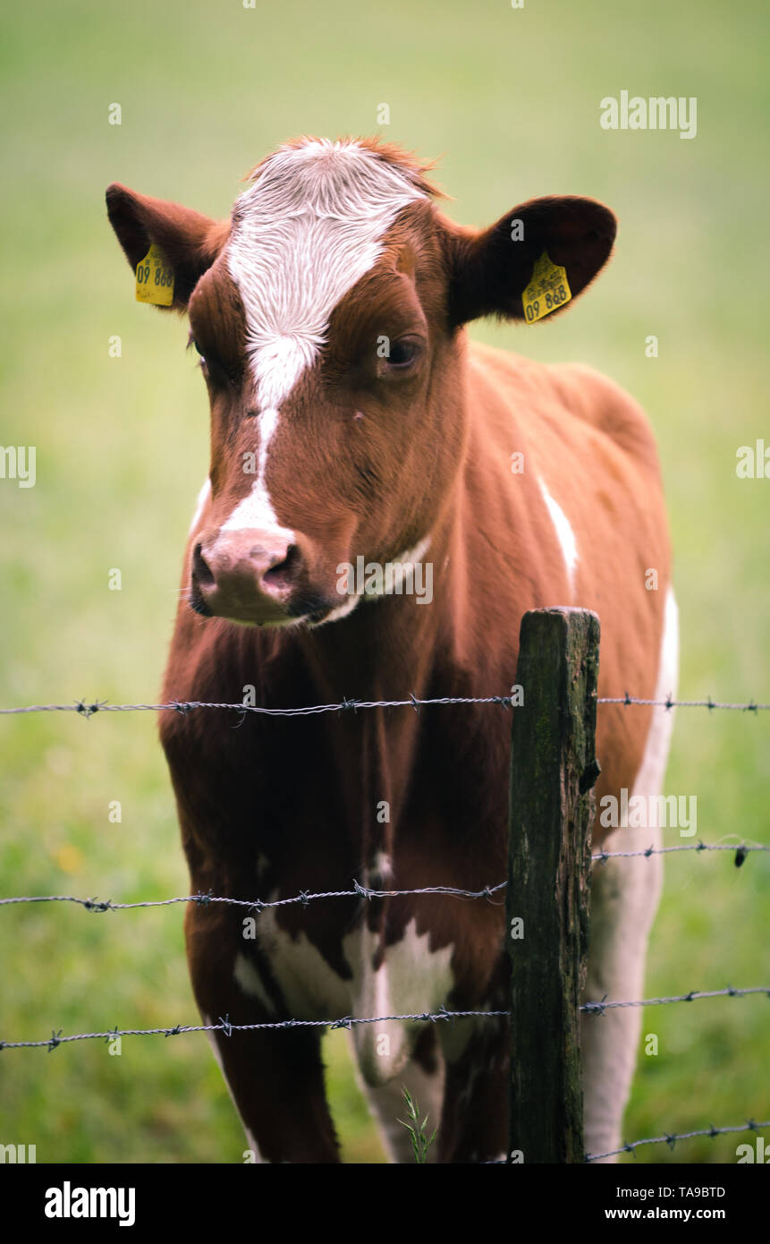 Kuh portrait hi-res stock photography and images - Alamy