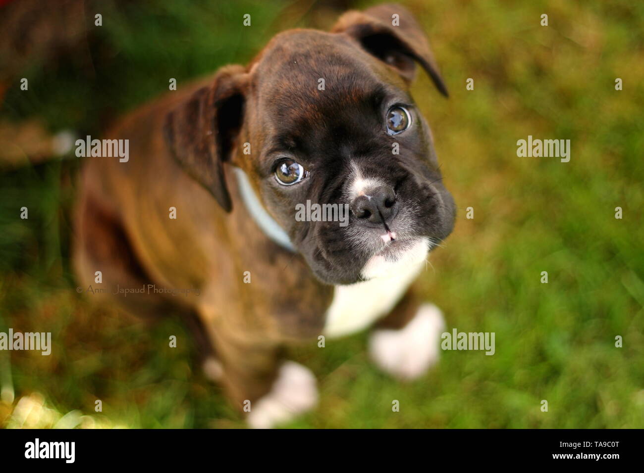 Boxer puppy garden hi-res stock photography and images - Alamy