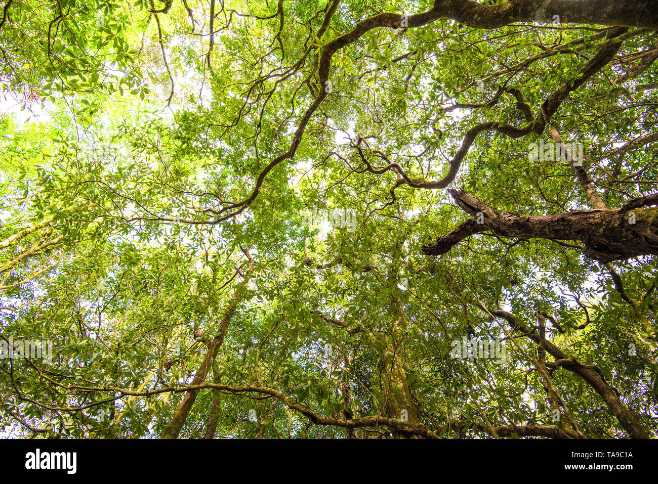 Tall tree in the jungle / scenic view of green tree large in the forest ...