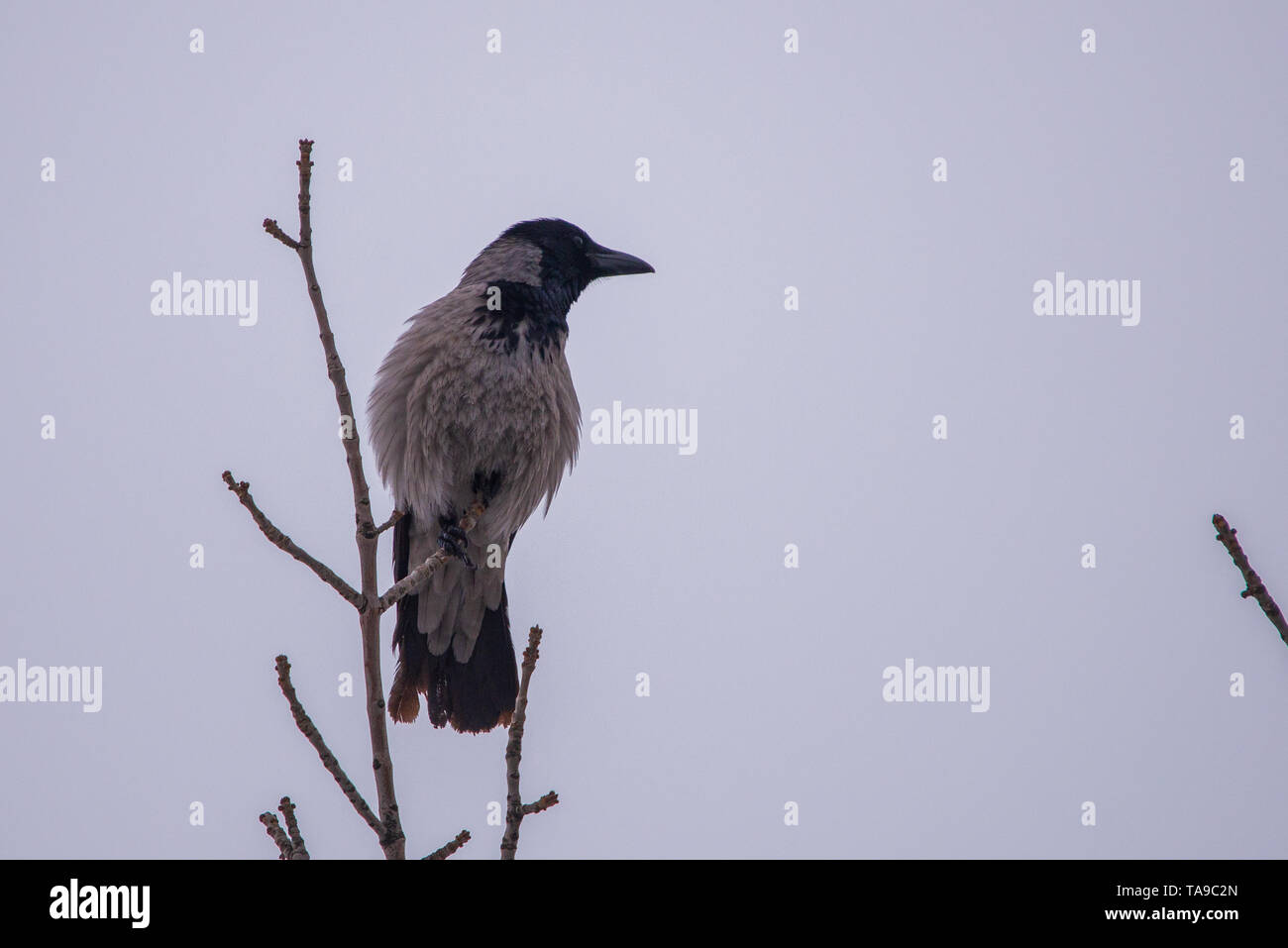 Grey crow standing on tree branche on cloudy sky background Stock Photo ...