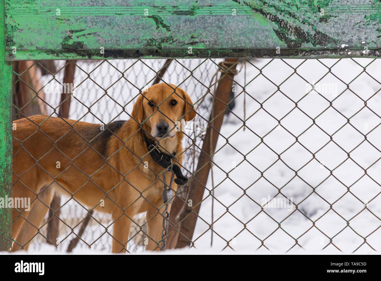 The dog looks out from behind the fence Stock Photo - Alamy