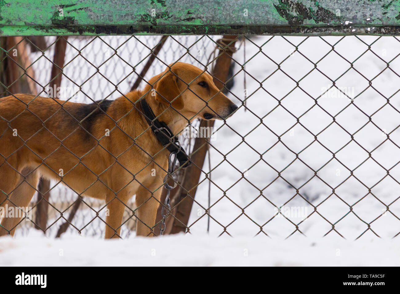 The dog looks out from behind the fence Stock Photo - Alamy