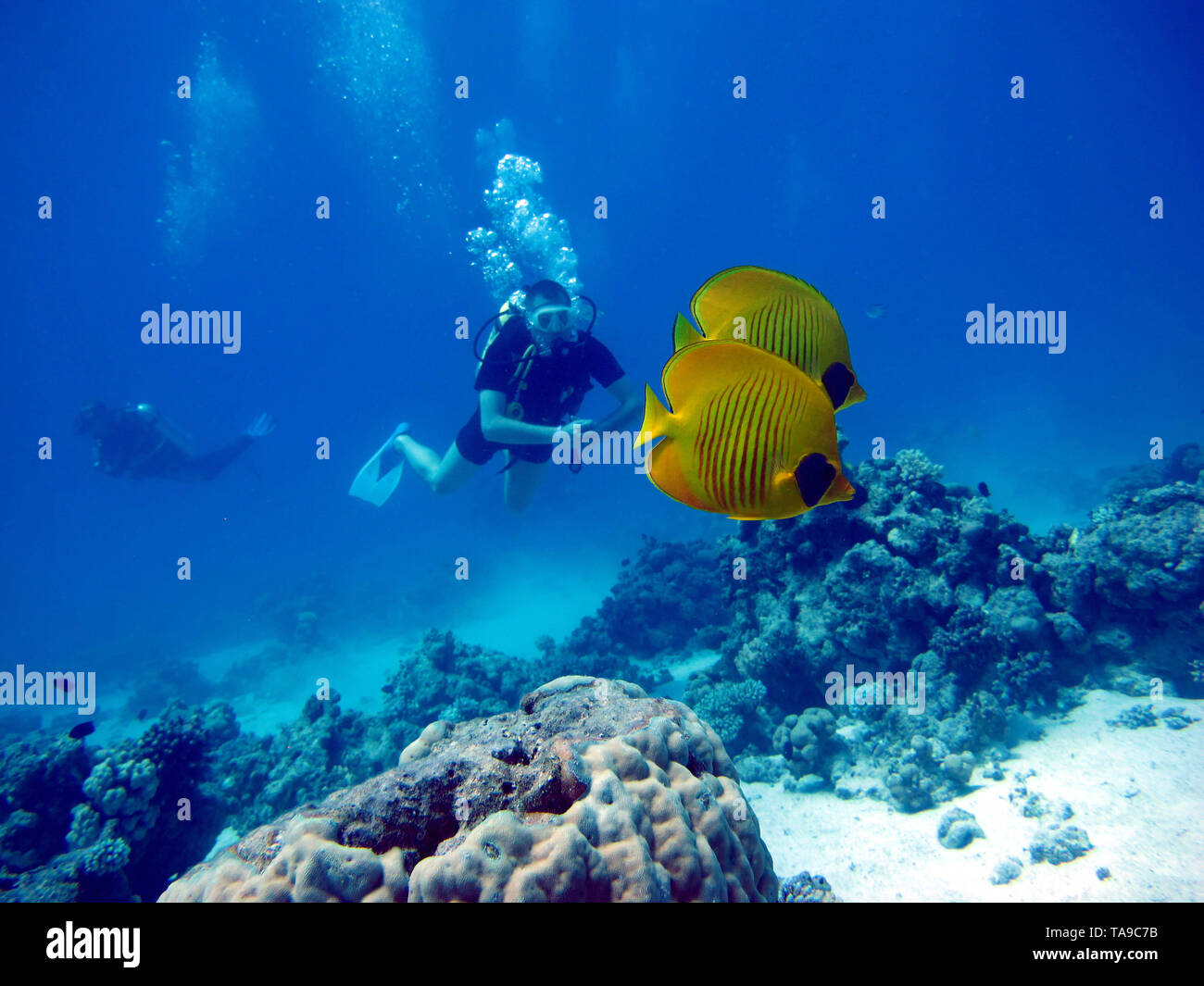 One diver in the Red Sea. Many beautiful fishes. Diving. Scuba diver ...