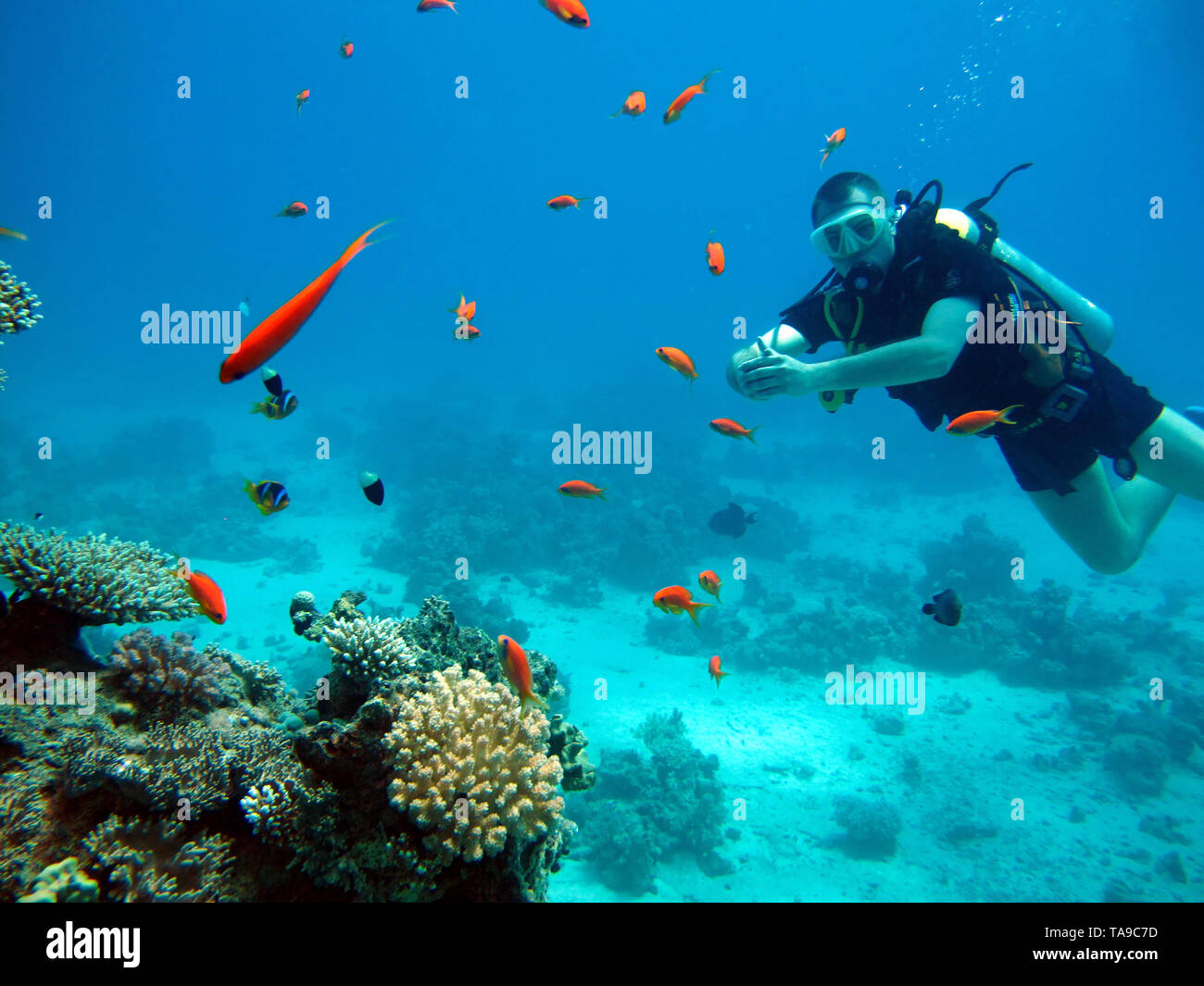 One diver in the Red Sea. Many beautiful fishes. Diving. Scuba diver ...