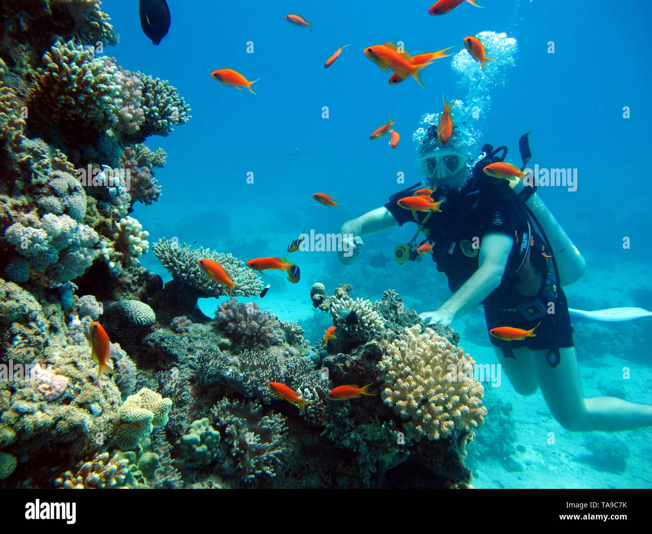One diver in the Red Sea. Many beautiful fishes. Diving. Scuba diver ...