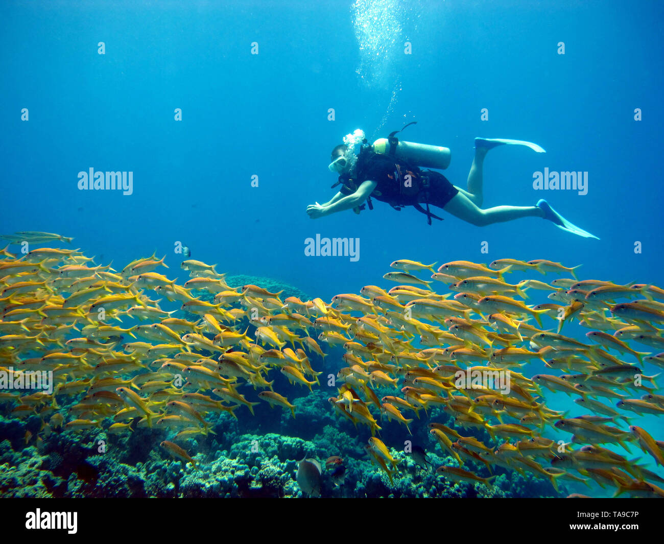 One diver in the Red Sea. Many beautiful fishes. Diving. Scuba diver ...