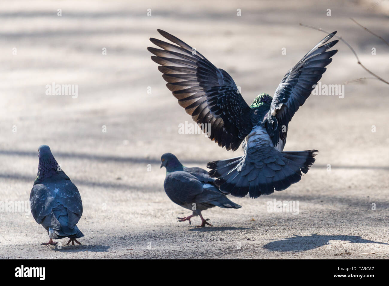 The mating season of birds - a male pigeon flies to the female pigeon ...