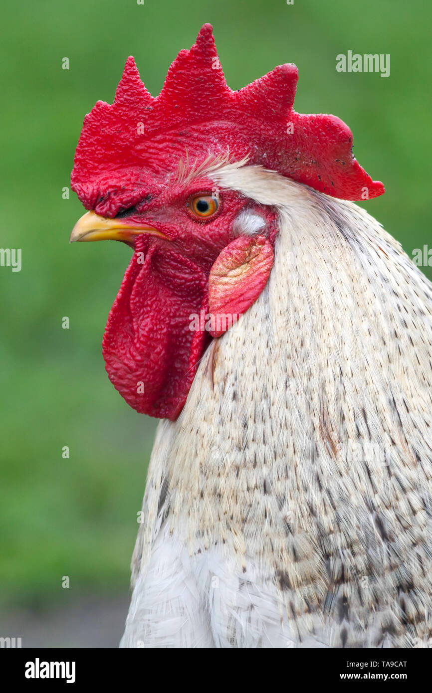 White rooster portrait, sideview Stock Photo - Alamy