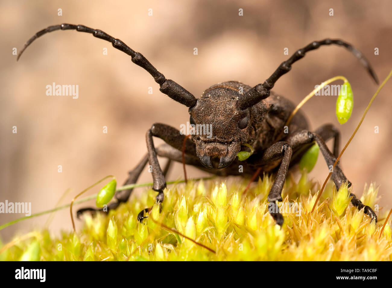 Weaver beetle hi-res stock photography and images - Alamy