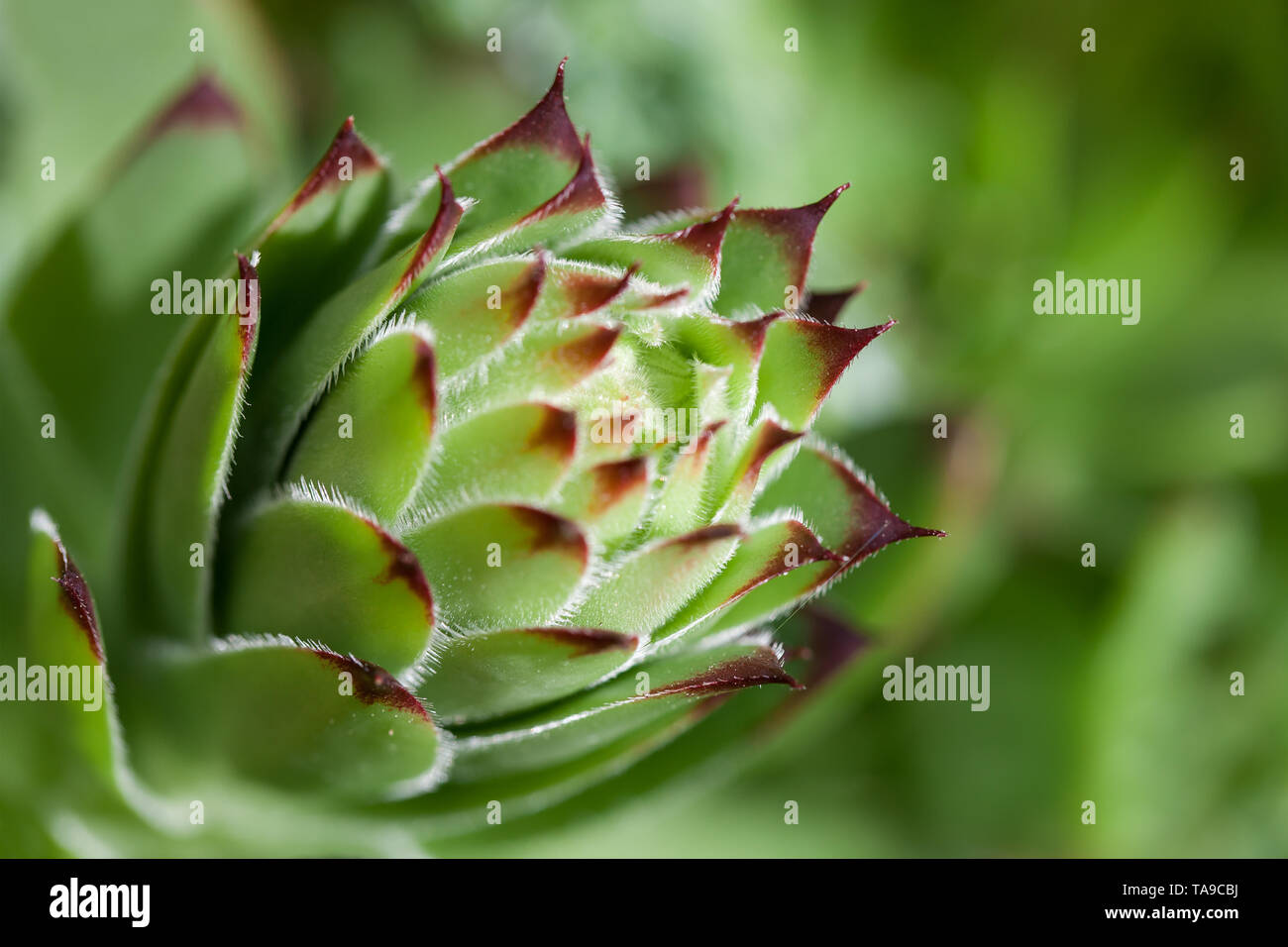 Live forever flower hi-res stock photography and images - Alamy