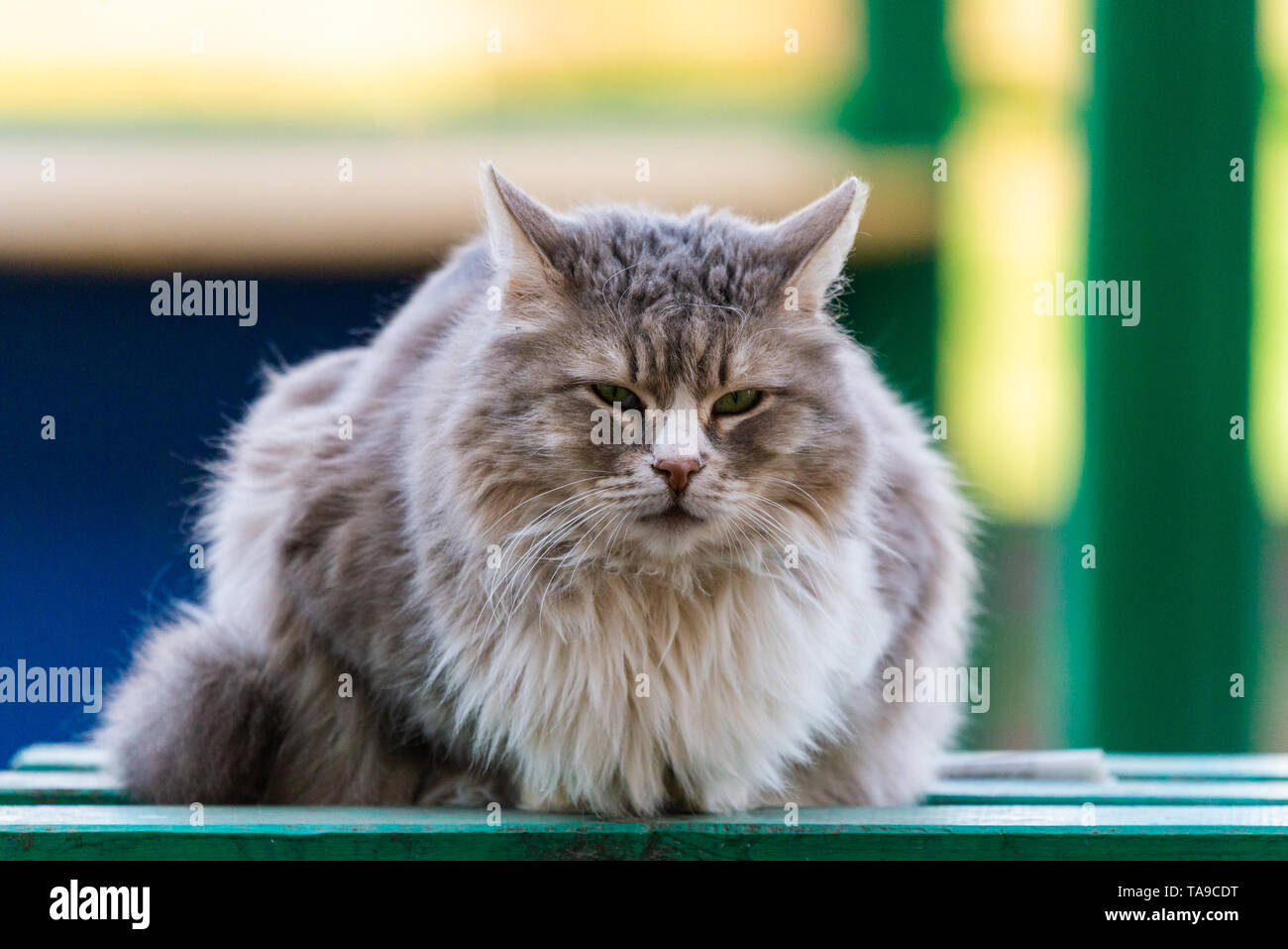 Portrait big homeless cat lying hi-res stock photography and images - Alamy