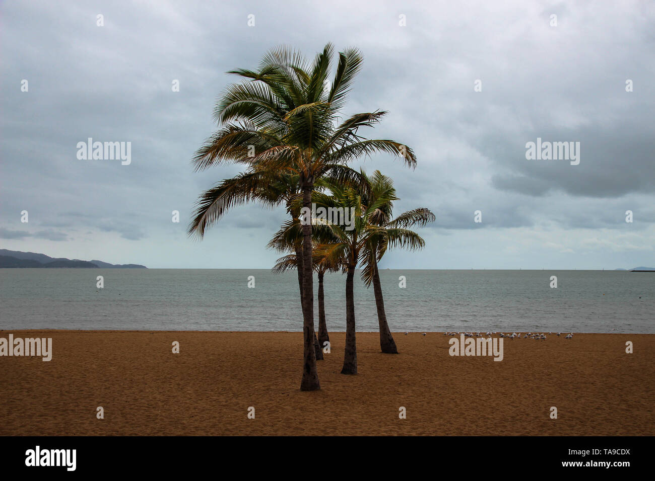 Palm Trees on an Australien Beach Stock Photo - Alamy
