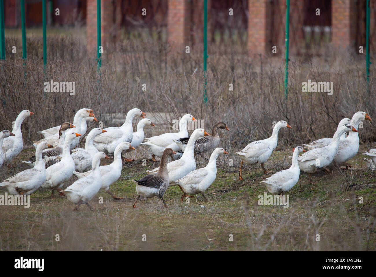 Grey goose anser running hi-res stock photography and images - Alamy