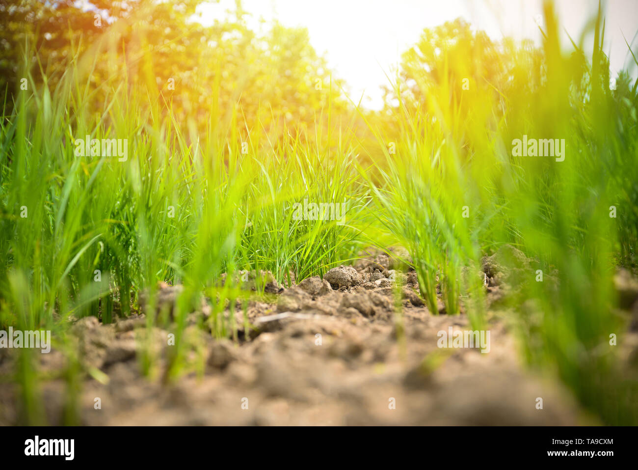 Arid green rice field / Cracked ground dry land during the dry season ...