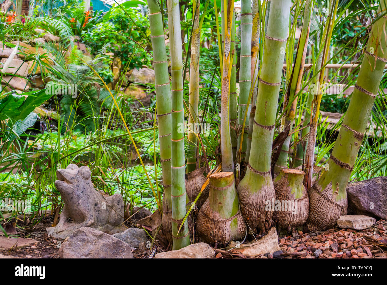bamboo trunks of a giant bamboo specie, popular tropical plants and ...