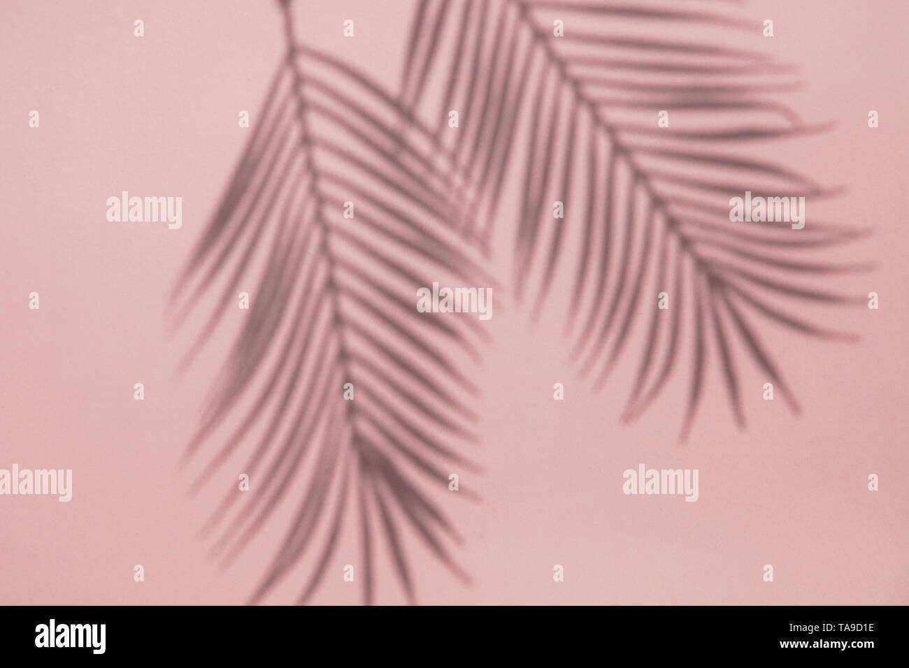 Tropical palm tree leaf shadow on a pastel pink background. Summertime ...