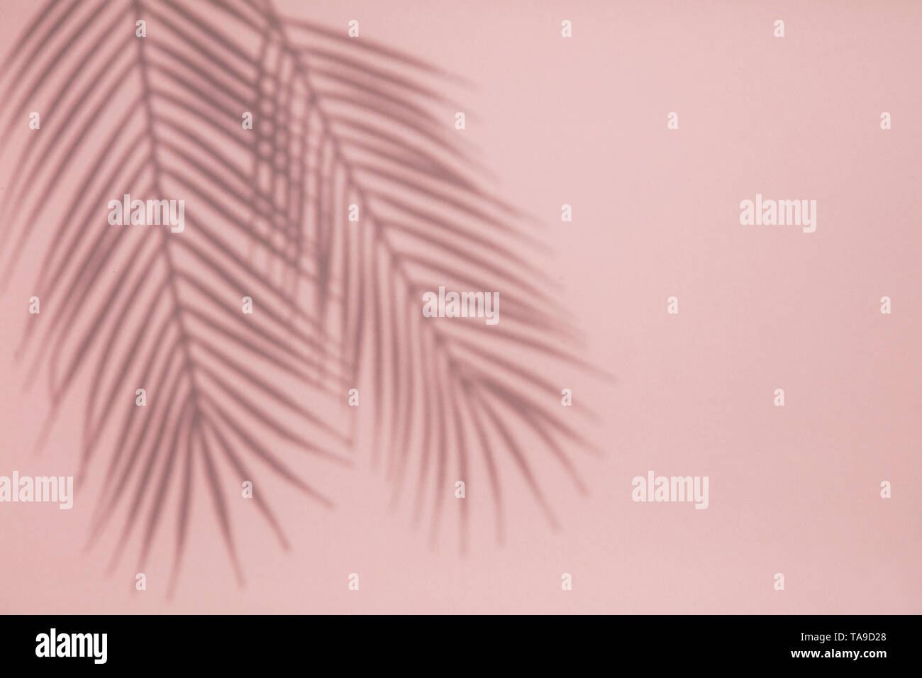 Tropical palm tree leaf shadow on a pastel pink background. Summertime ...