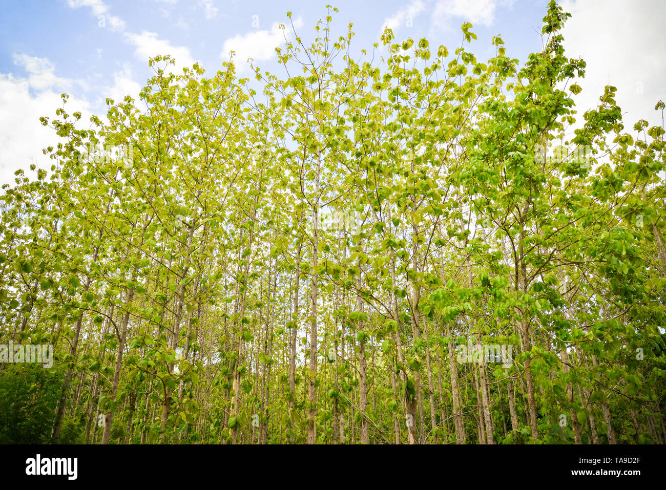 Teak forest thailand hi-res stock photography and images - Alamy