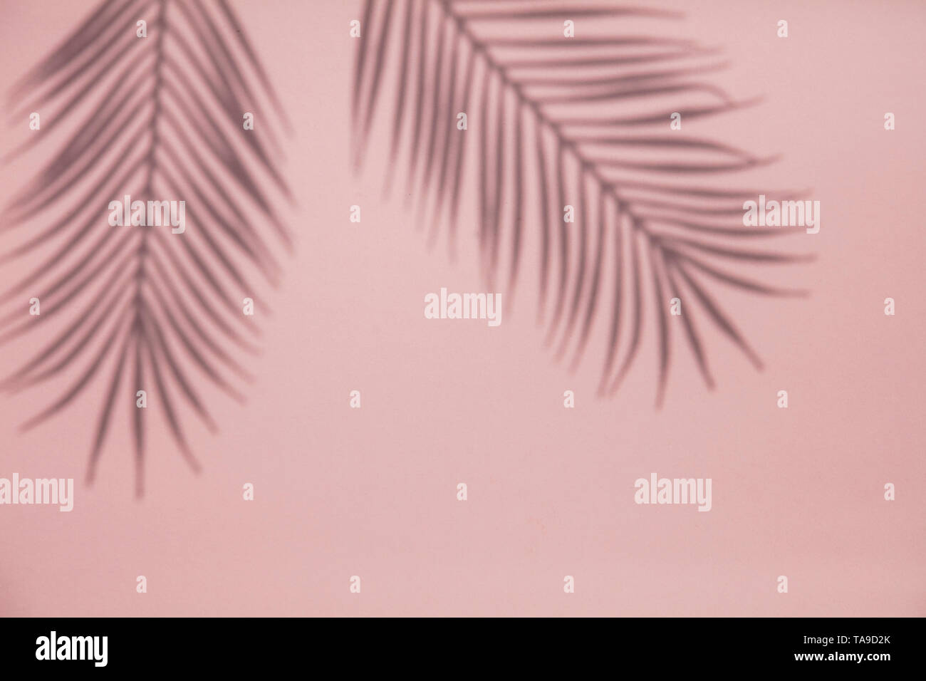 Tropical palm tree leaf shadow on a pastel pink background. Summertime ...