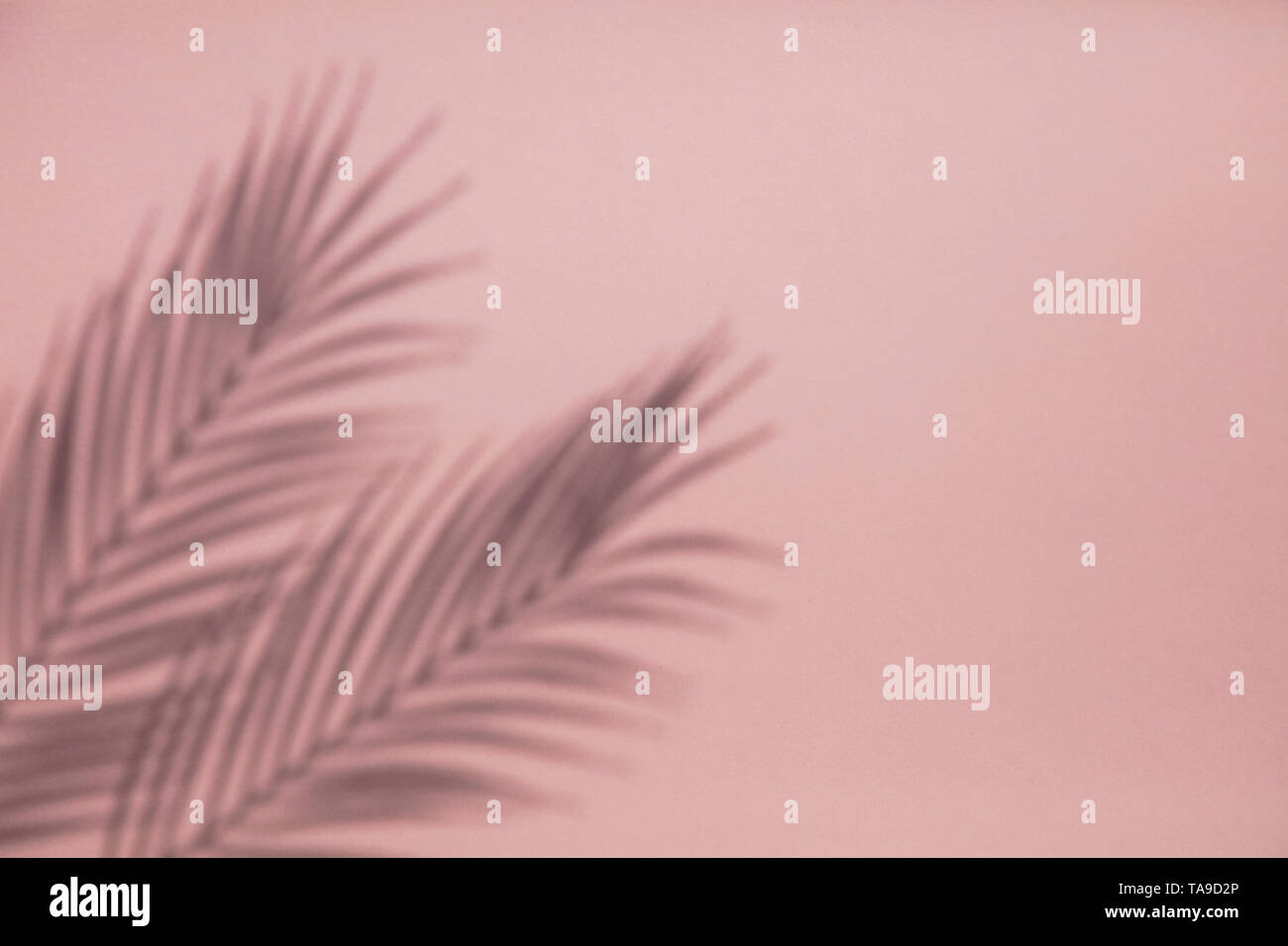 Tropical palm tree leaf shadow on a pastel pink background. Summertime ...
