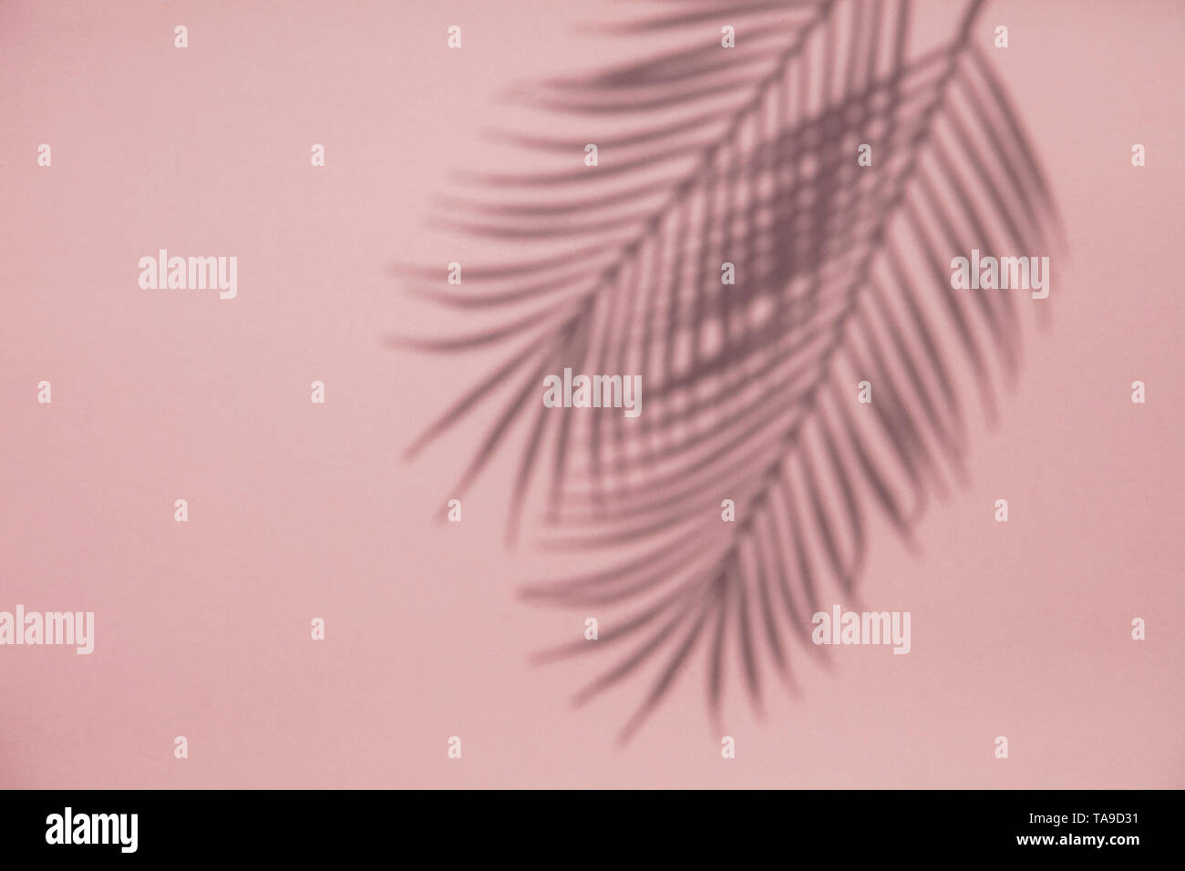 Tropical palm tree leaf shadow on a pastel pink background. Summertime ...
