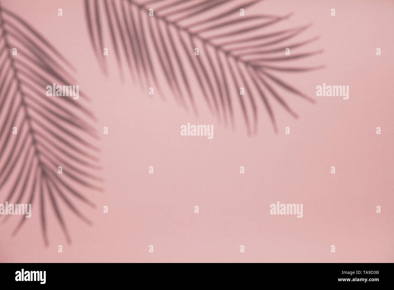 Tropical palm tree leaf shadow on a pastel pink background. Summertime ...