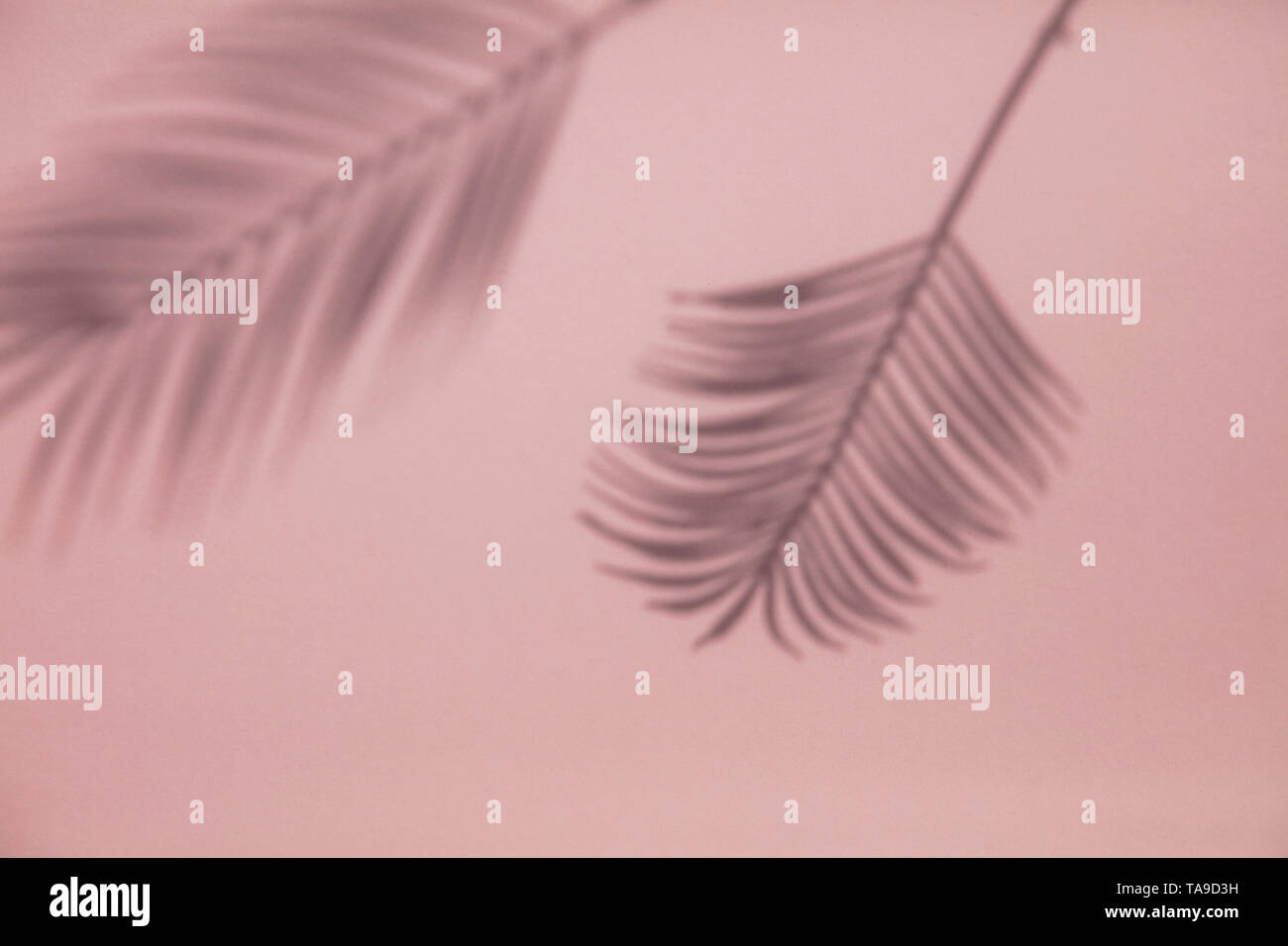 Tropical palm tree leaf shadow on a pastel pink background. Summertime ...