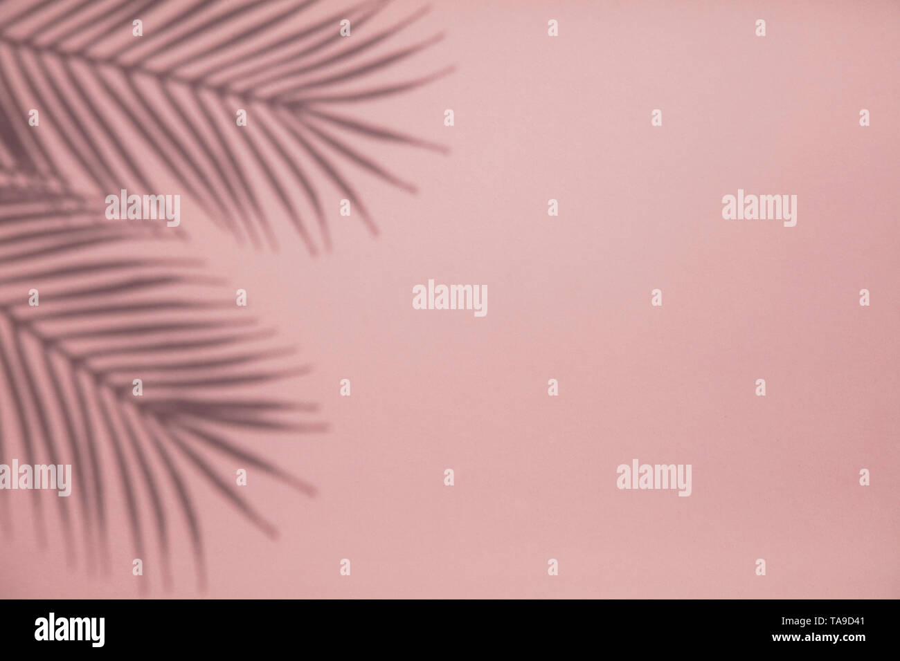 Tropical palm tree leaf shadow on a pastel pink background. Summertime ...