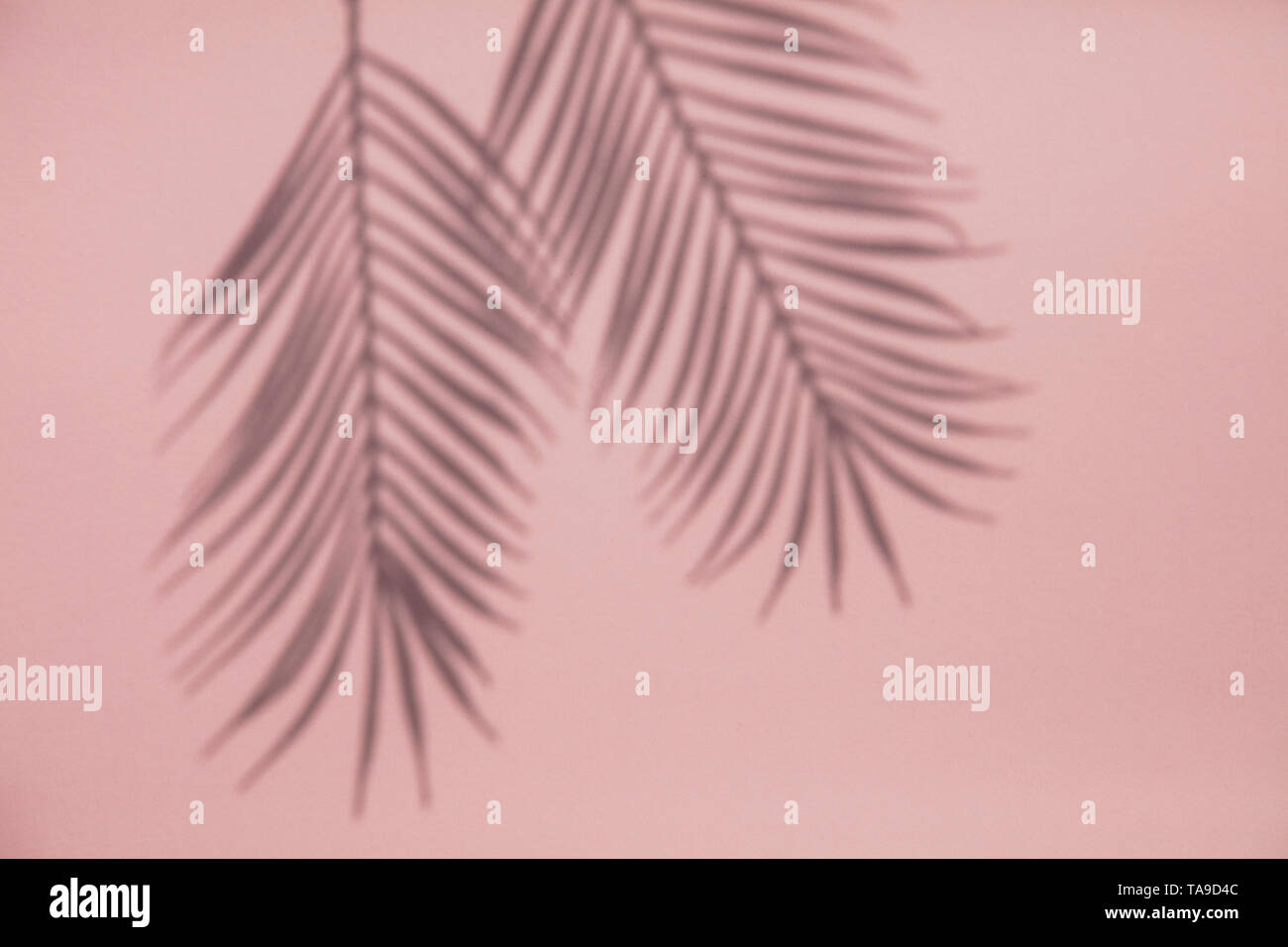 Tropical palm tree leaf shadow on a pastel pink background. Summertime ...