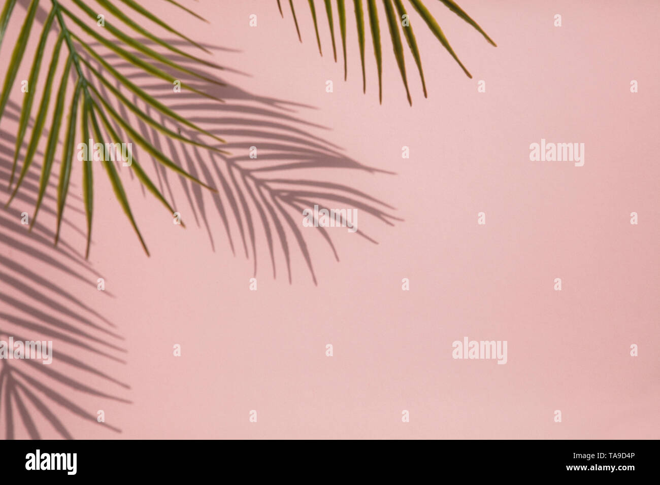 Pink Palm Tree Background