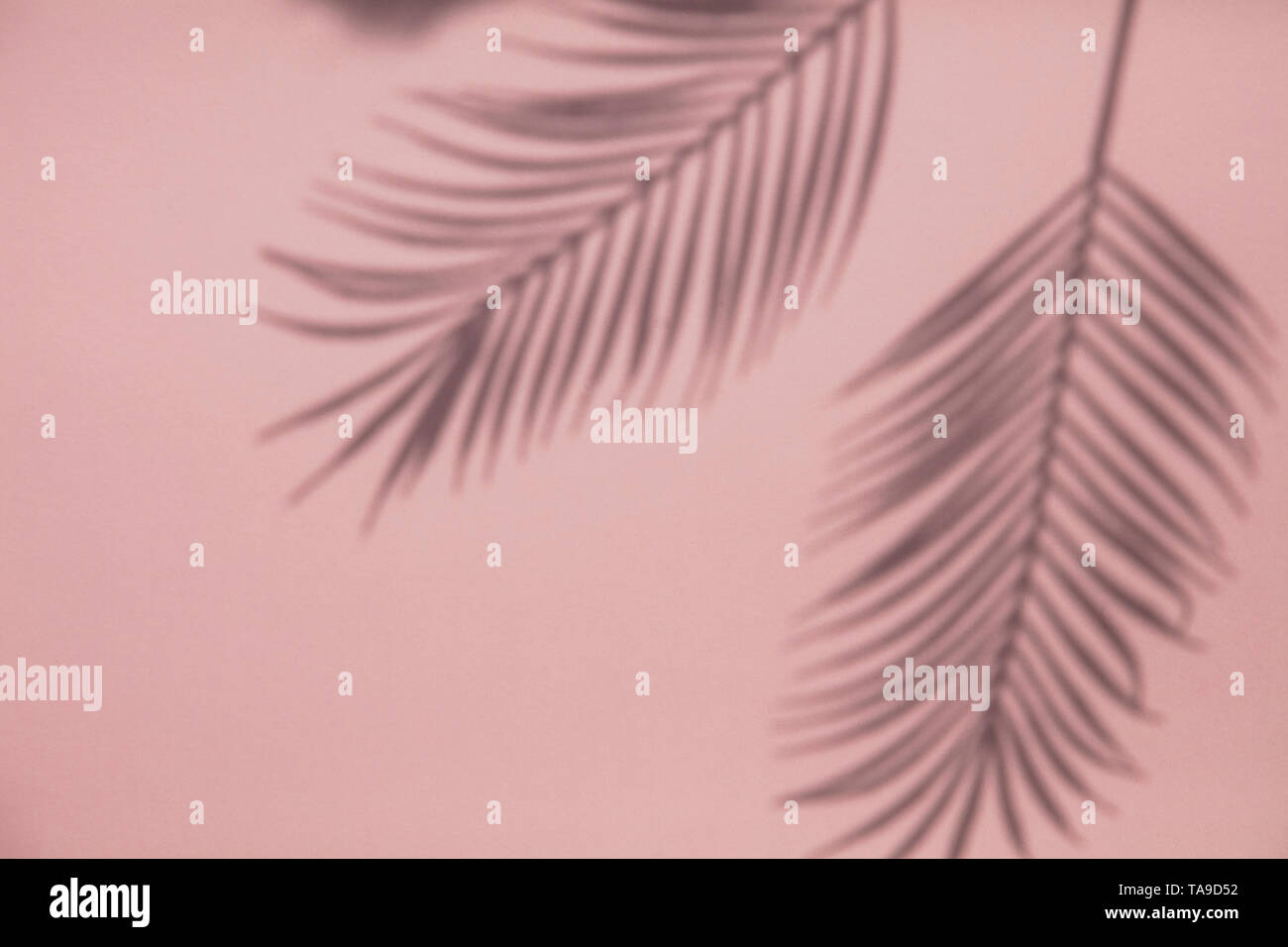 Tropical palm tree leaf shadow on a pastel pink background. Summertime ...