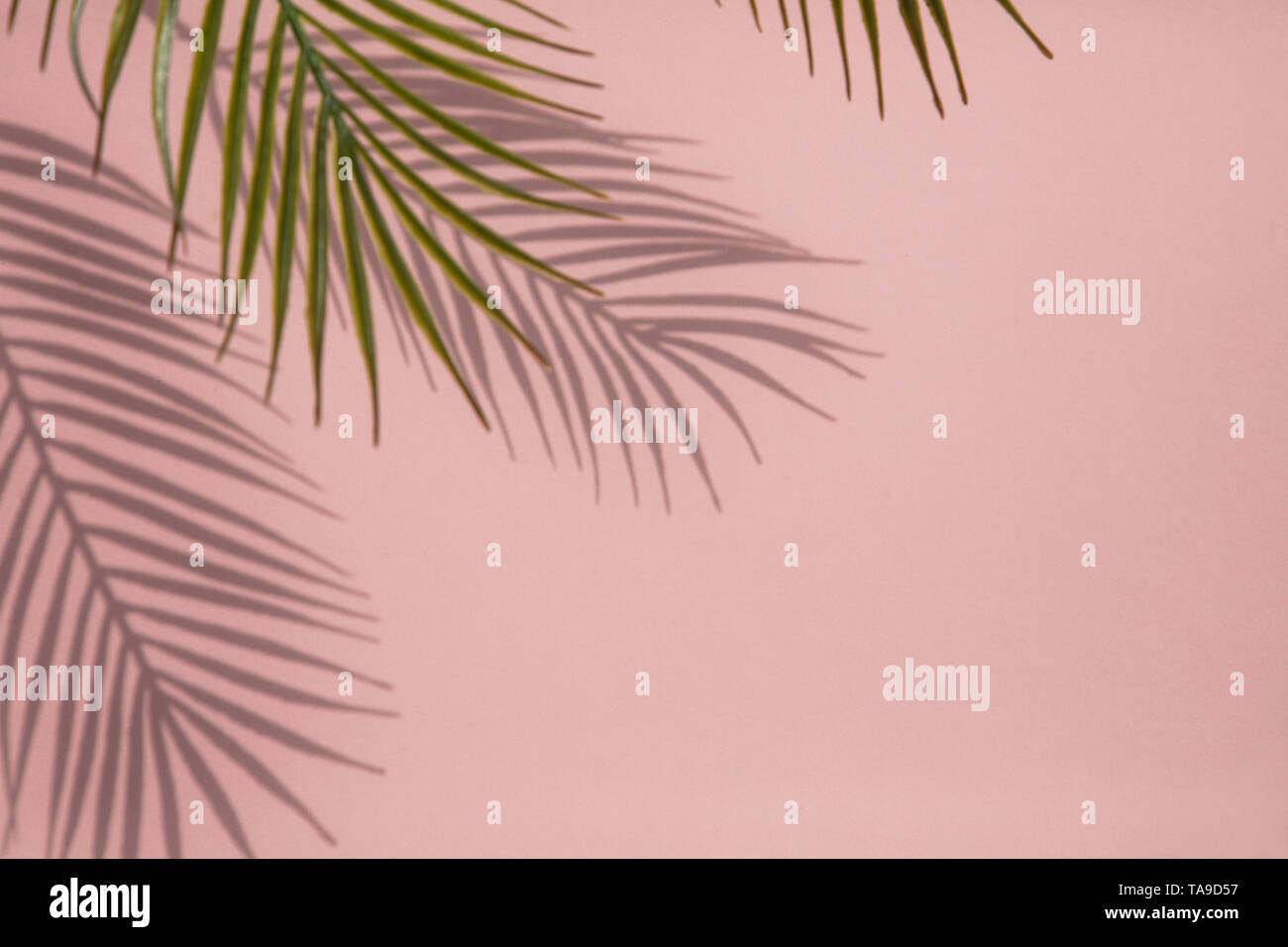 Tropical palm tree leaf shadow on a pastel pink background. Summertime ...