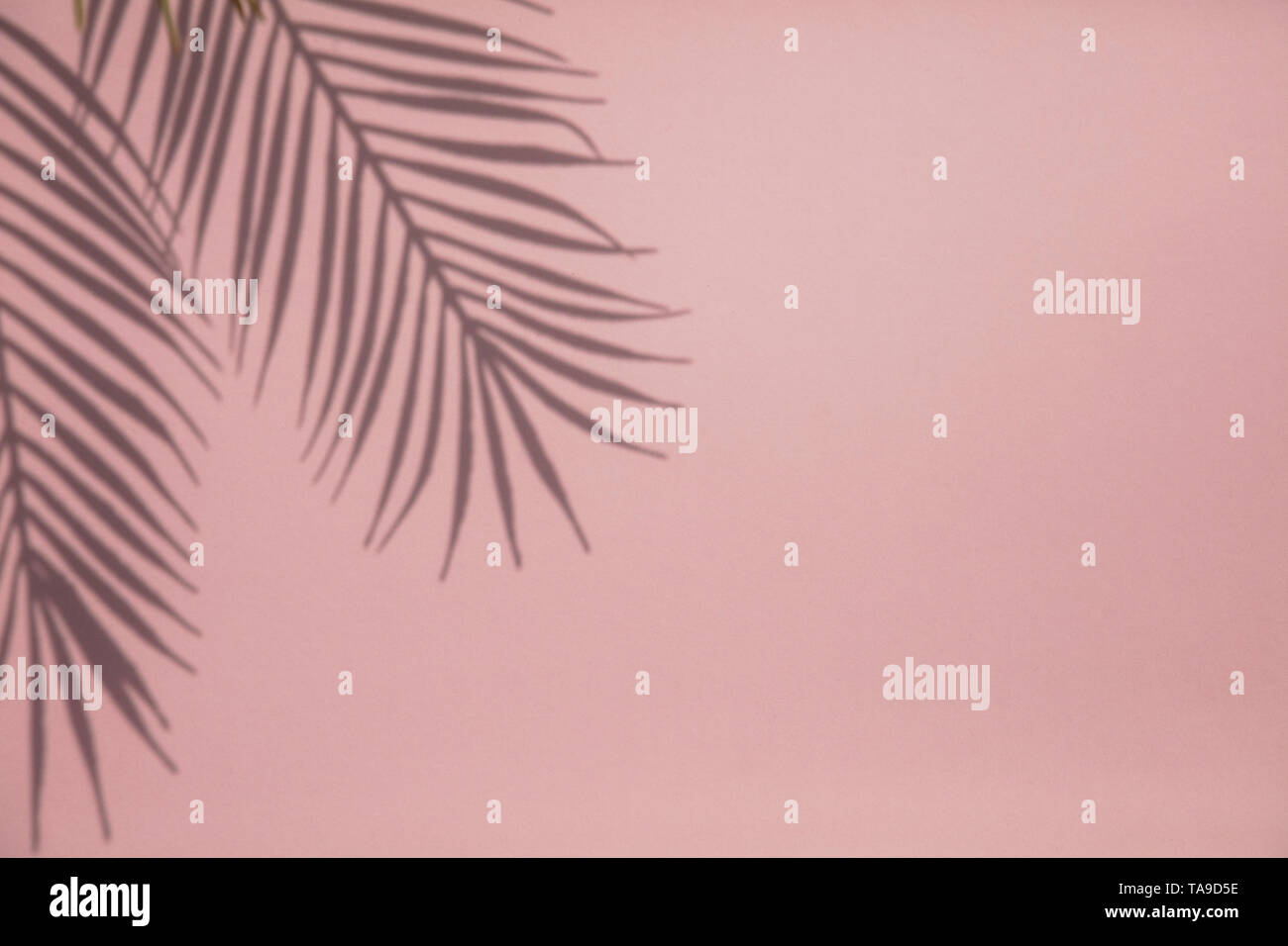 Tropical palm tree leaf shadow on a pastel pink background. Summertime ...