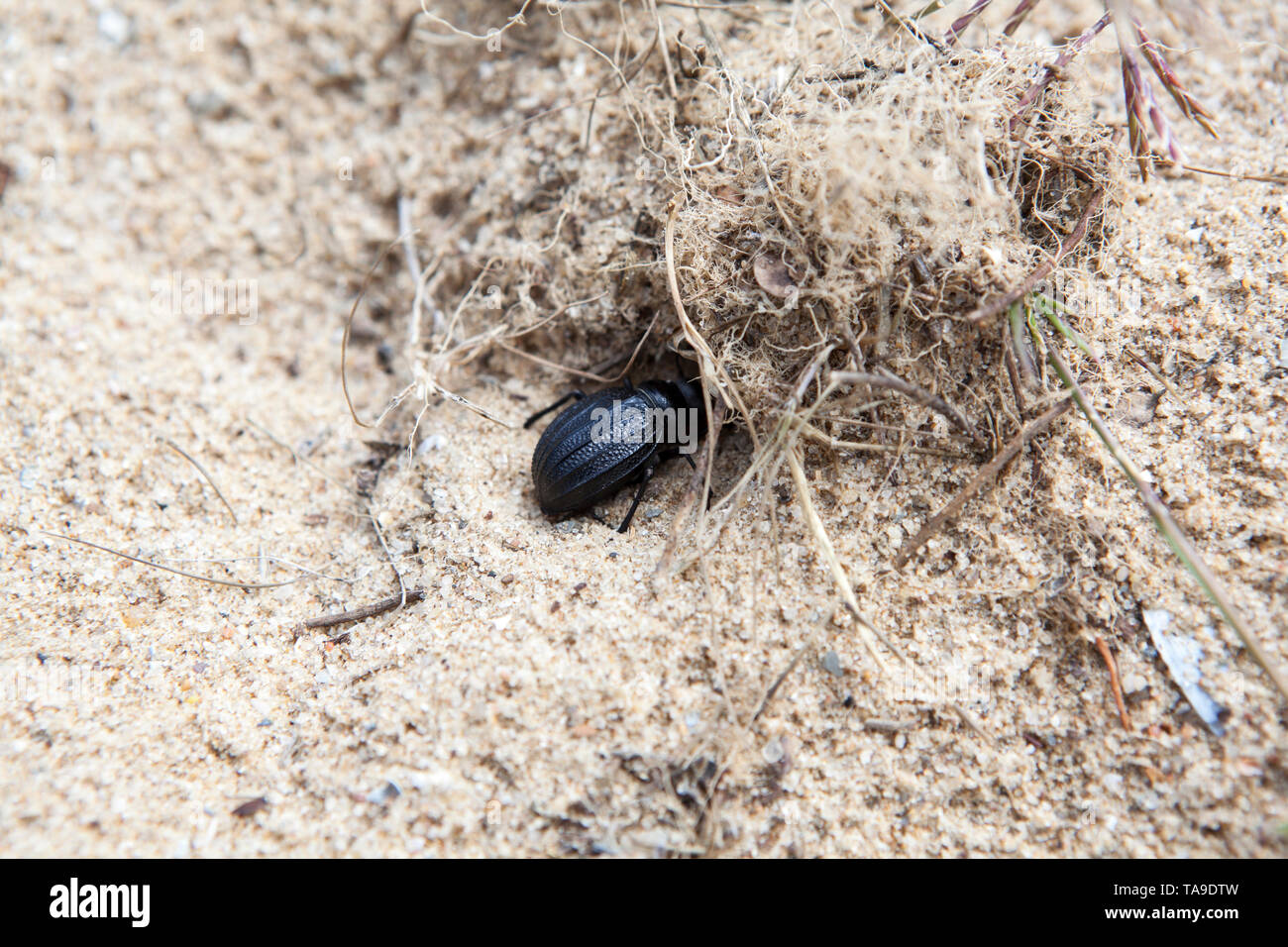 Scarabeus beetle hides in hole on the Sahara desert, Tunisia, Africa ...