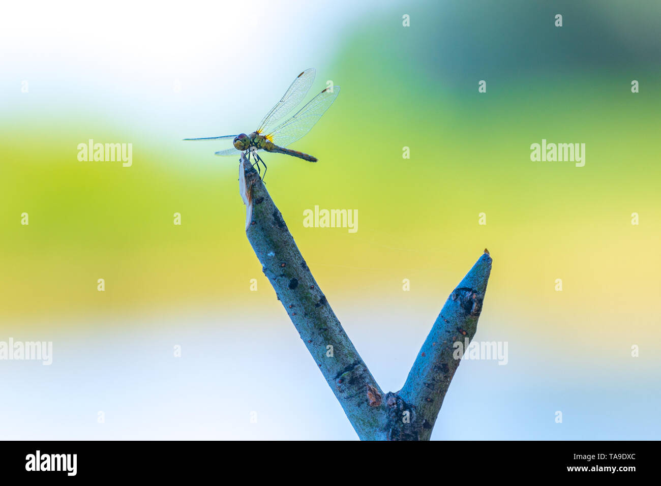 Dragonfly stand hi-res stock photography and images - Alamy