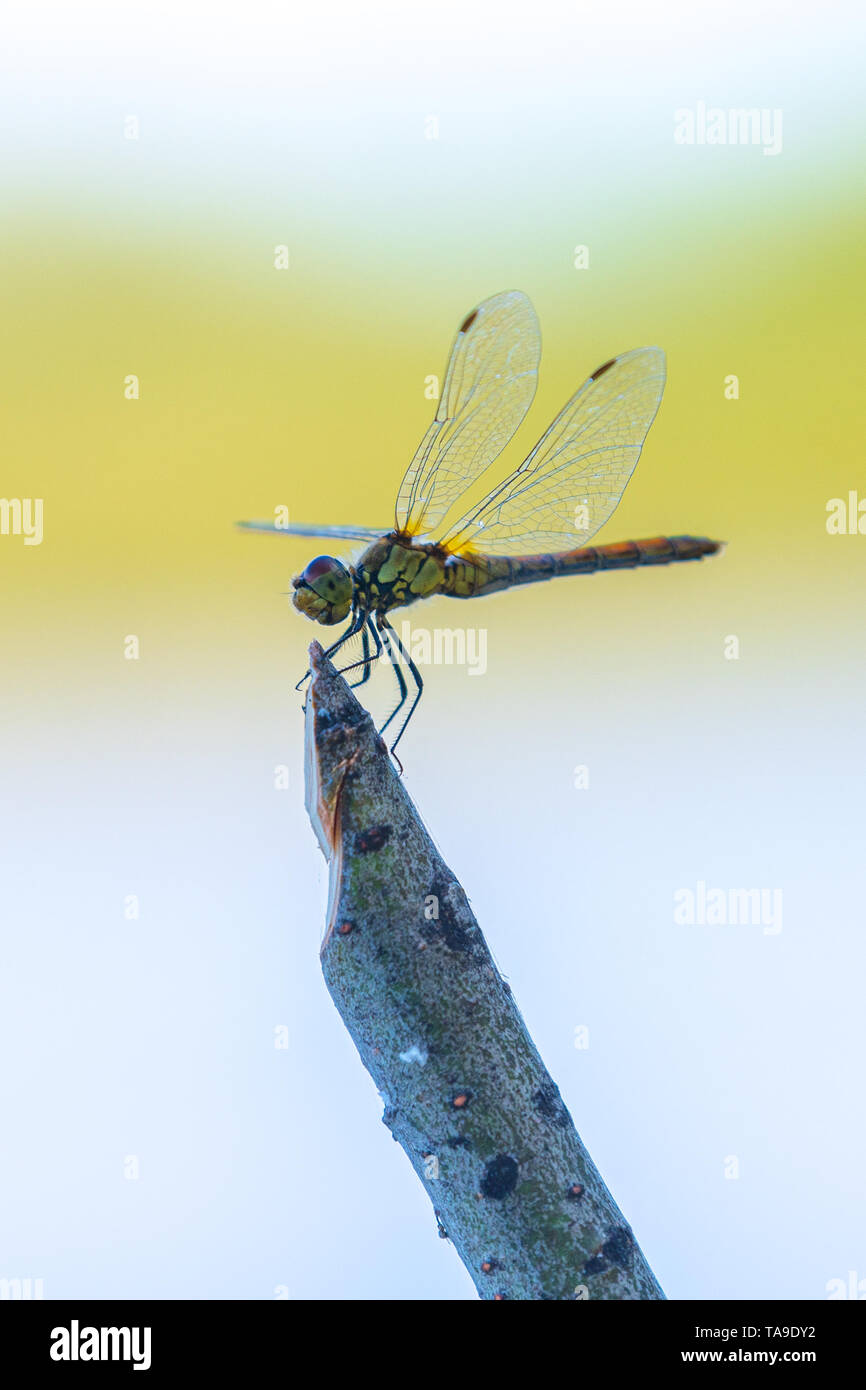 Dragonfly with blur background hi-res stock photography and images - Alamy