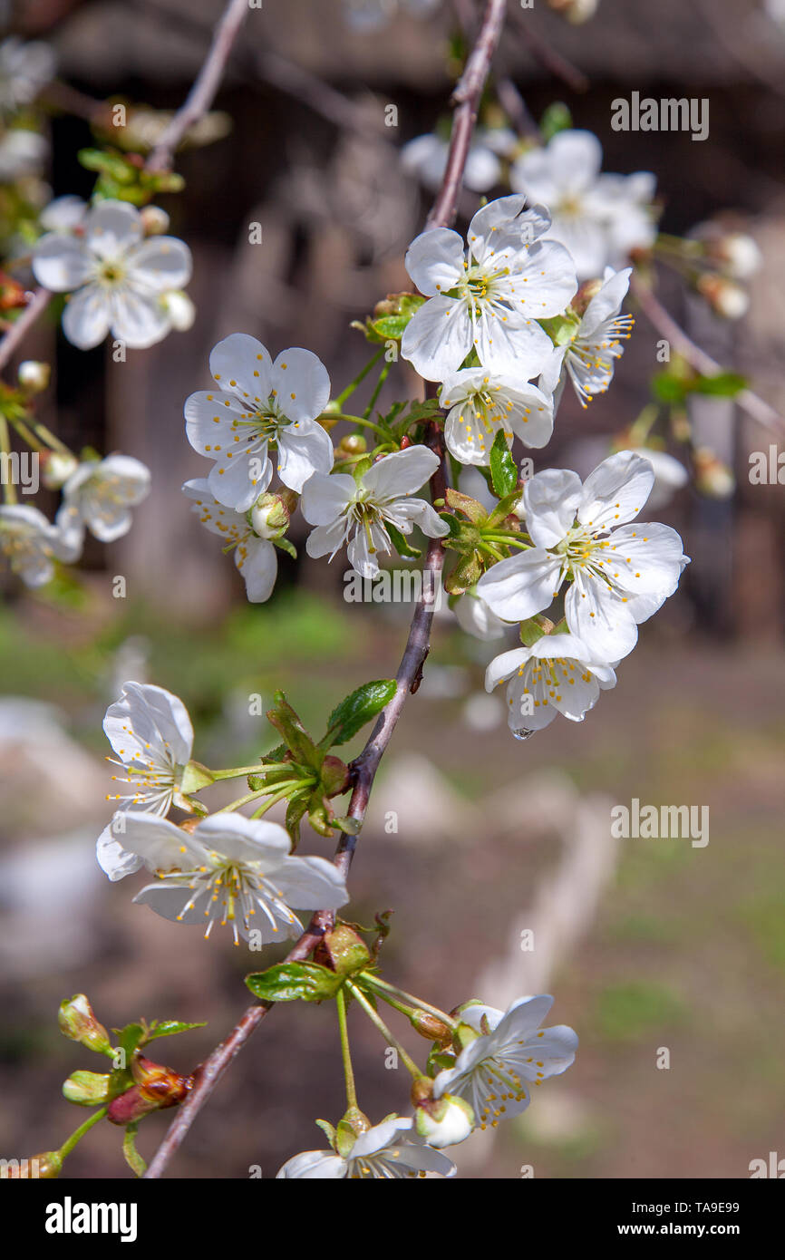 Small cherry tree fruit hi-res stock photography and images - Alamy