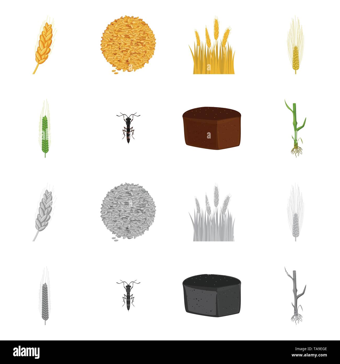 spring,barley,fly,bread,stem,spike,seeds,winter,insect,root,durum,crop ...