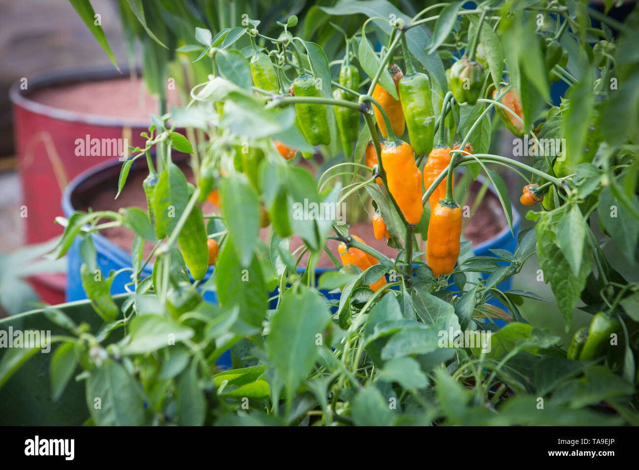 The Camfed garden Stock Photo - Alamy