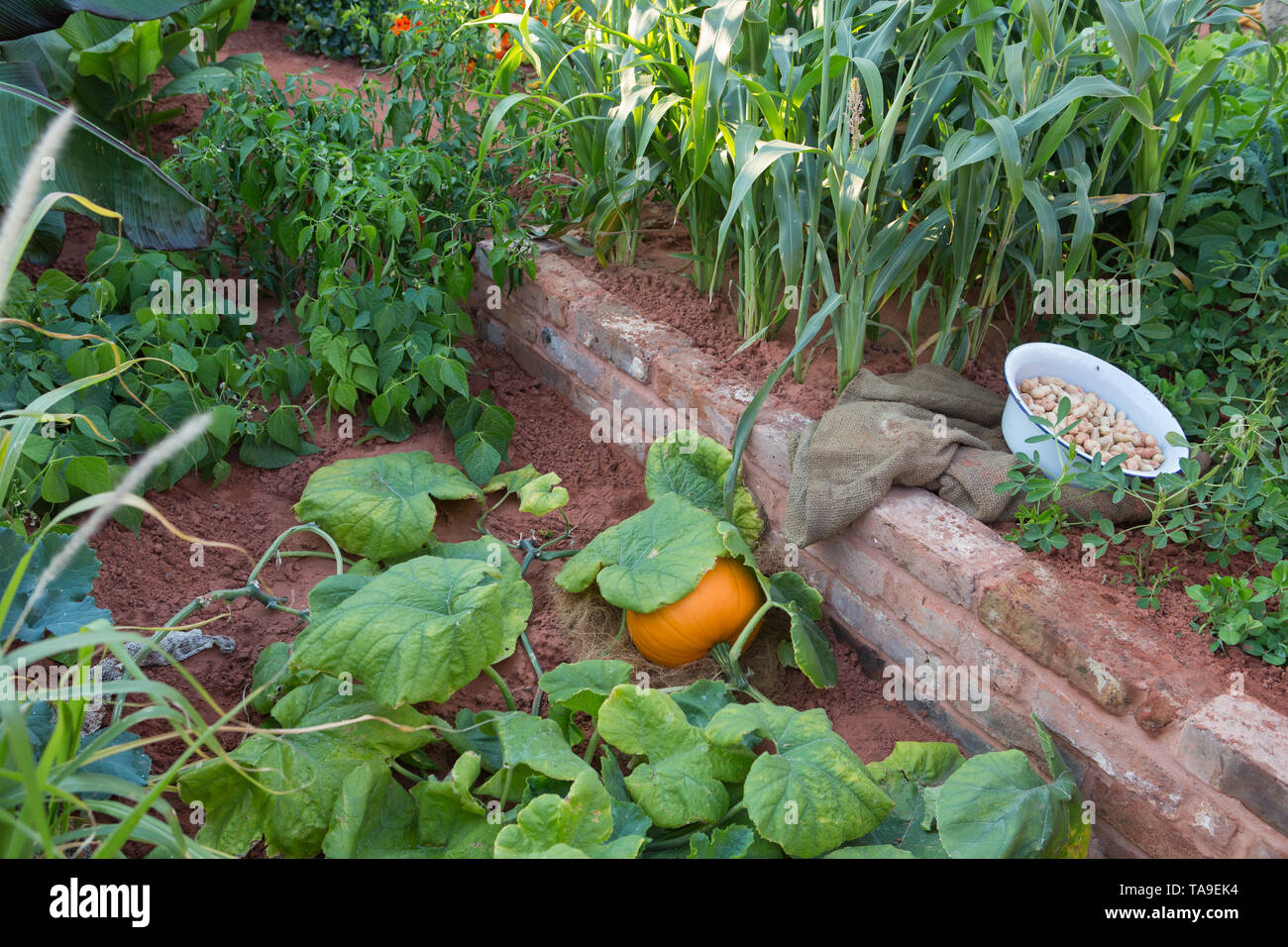 The Camfed garden Stock Photo - Alamy