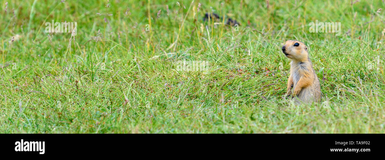 Cute little ground squirrel (Spermophilus, gopher) sits near its burrow ...