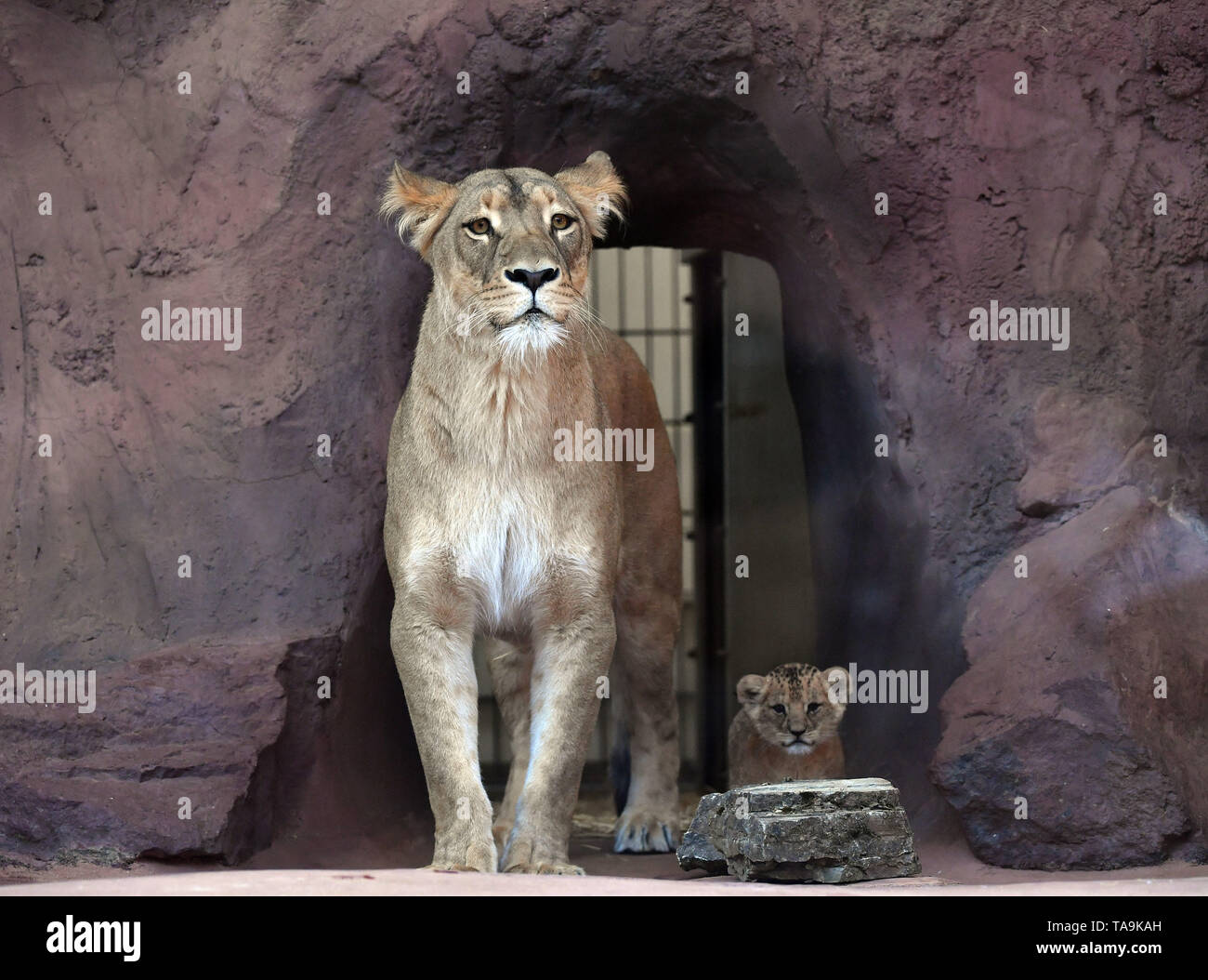 Erfurt, Germany. 23rd May, 2019. A baby lion and mother Bastet in the ...